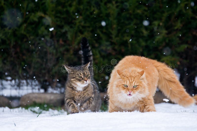 Two cats fighting stock image. Image of danger, kitten - 35113967