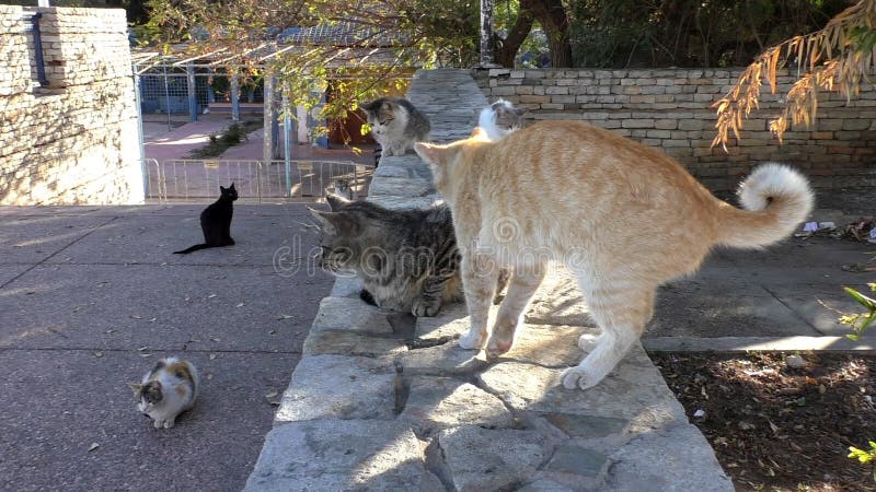 Cats fighting stock video footage. Video of defense, evil - 37471844