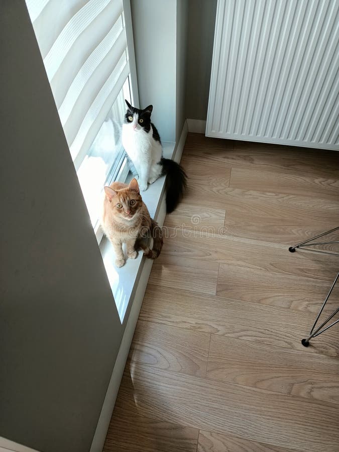 Two Cats, Two Friends. Living Together is More Fun Stock Photo - Image ...