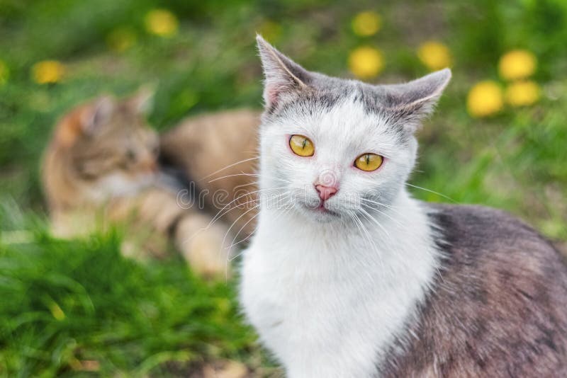 Two Cats in the Garden. a Cat with an Attentive Cute Look Stock Photo ...