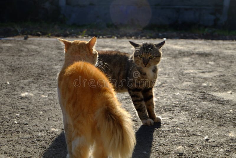 Two Cats are Getting into a Fight Stock Photo - Image of aggression ...