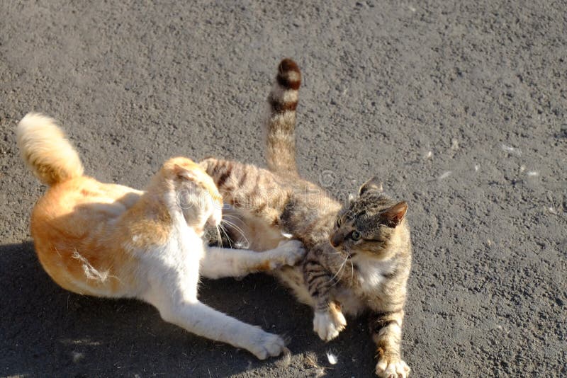 Two Cats are Getting into a Fight Stock Photo - Image of aggression ...