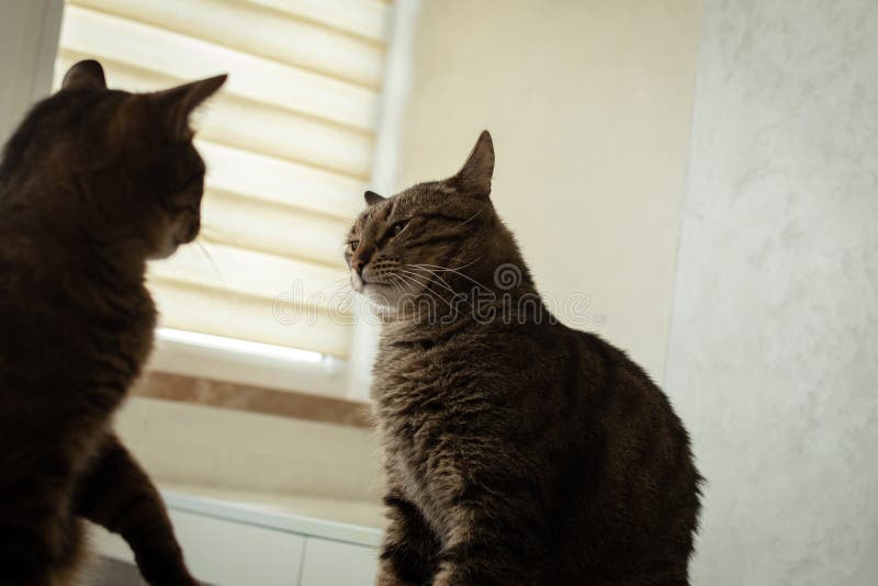 Two Cats are Going To Fight Stock Image - Image of life, animal: 265748605
