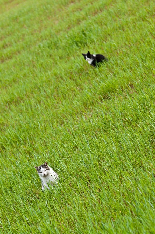 Two cats in green field stock image. Image of angled - 30984289