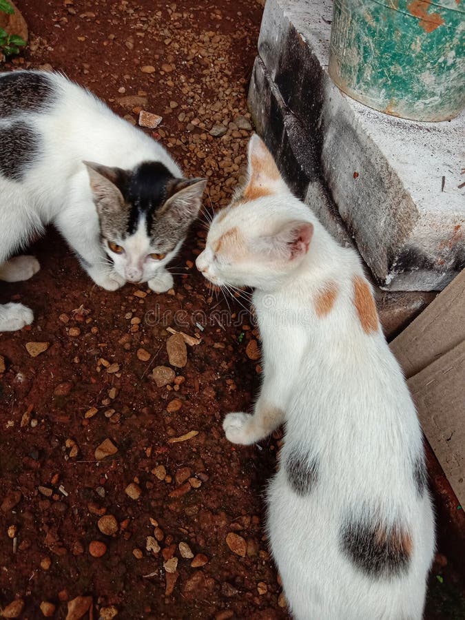 Two Cats Greeting Each Other Stock Photo - Image of cute, greeting ...