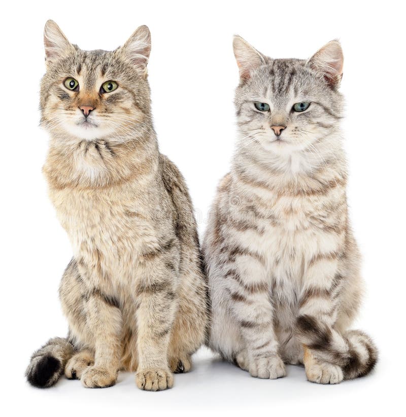Two cats stock image. Image of mammals, studio, portrait - 54303351