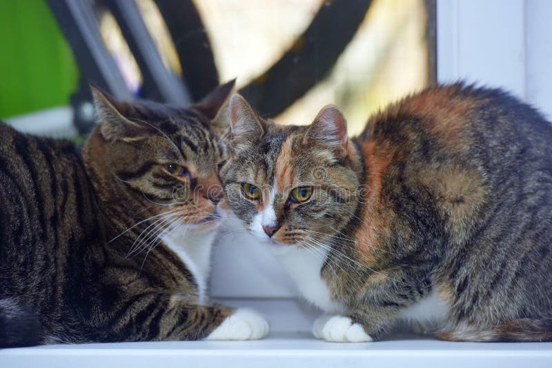 Two cats at home together stock photo. Image of curtain - 233080664