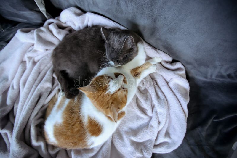 Two Cats are Hugging. Cats are Close and Love Each Other Stock Photo ...