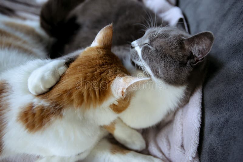 Two Cats are Hugging. Love and Friendship Stock Image - Image of kitten ...