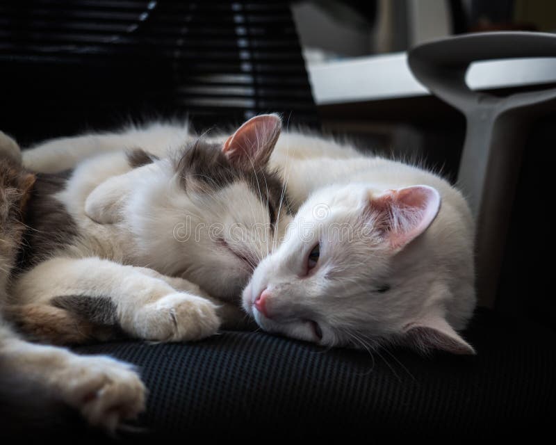 Two Cats Hugging Sleeping in a Computer Chair Stock Image - Image of ...