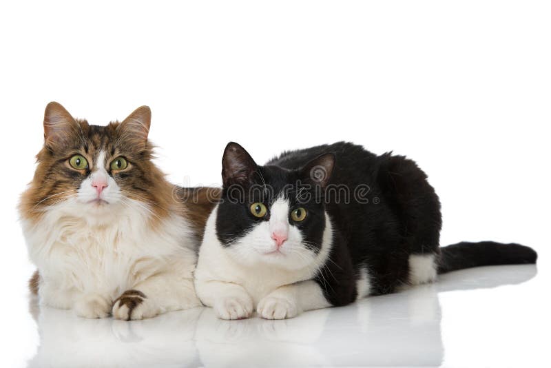 Two cats stock image. Image of brown, side, cute, eyes - 71565503
