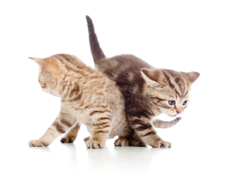 Two Cats Kittens Play Together Stock Photo - Image of pretty, domestic ...