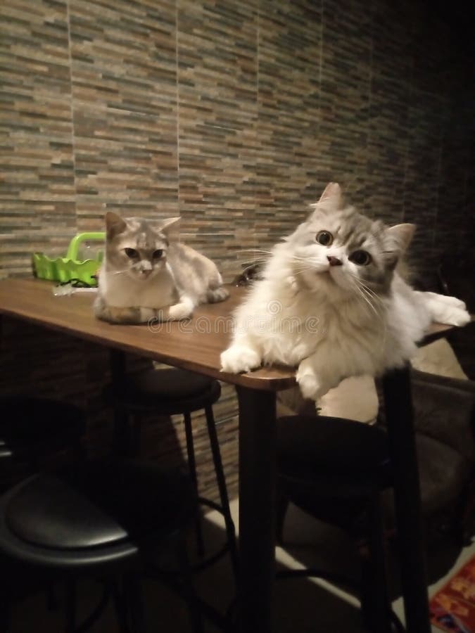 Two Cats Laying Down on a Table Stock Photo - Image of cute, table ...