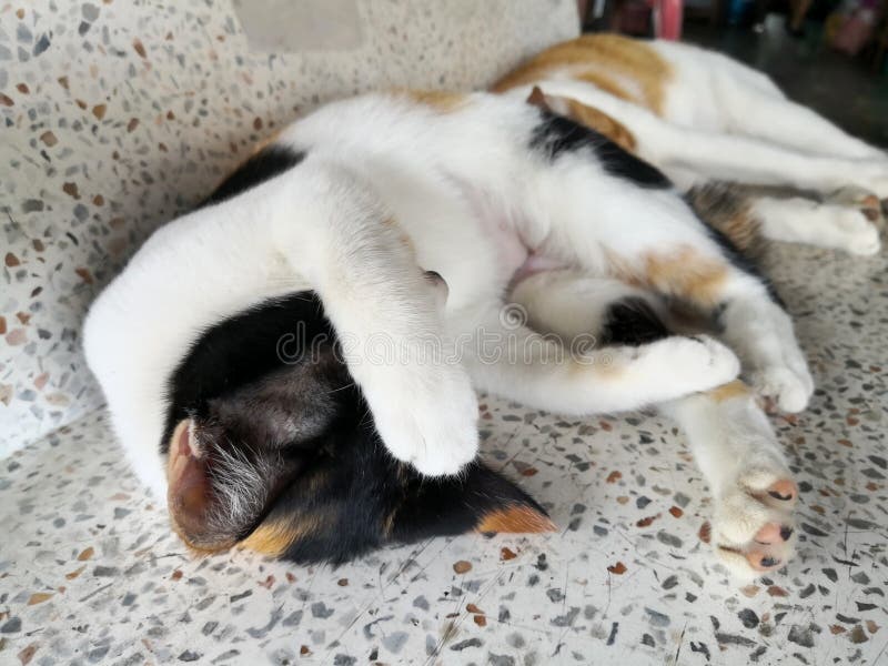 Two Cats Laying Sleep on Marble Bench Stock Photo - Image of fluffy ...