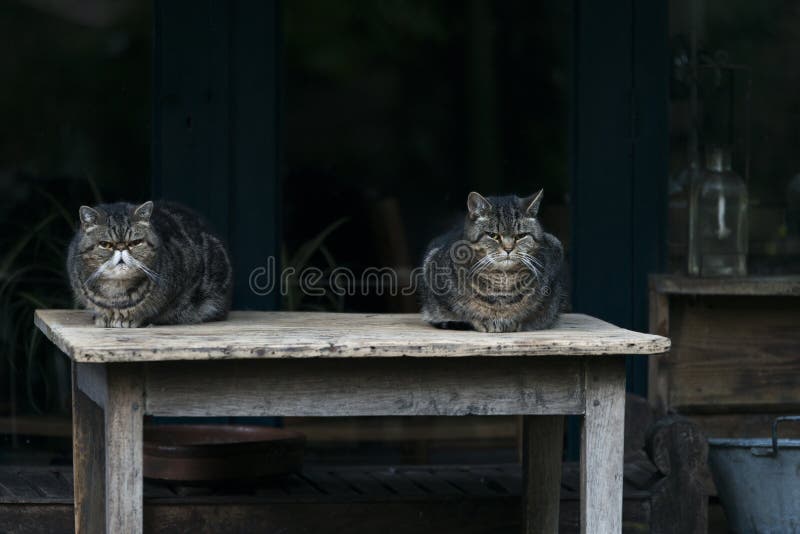 Two cats laying on table stock photo. Image of kitty - 103671190