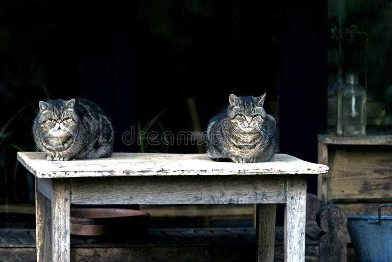 Two cats laying on table stock photo. Image of funny - 136796312