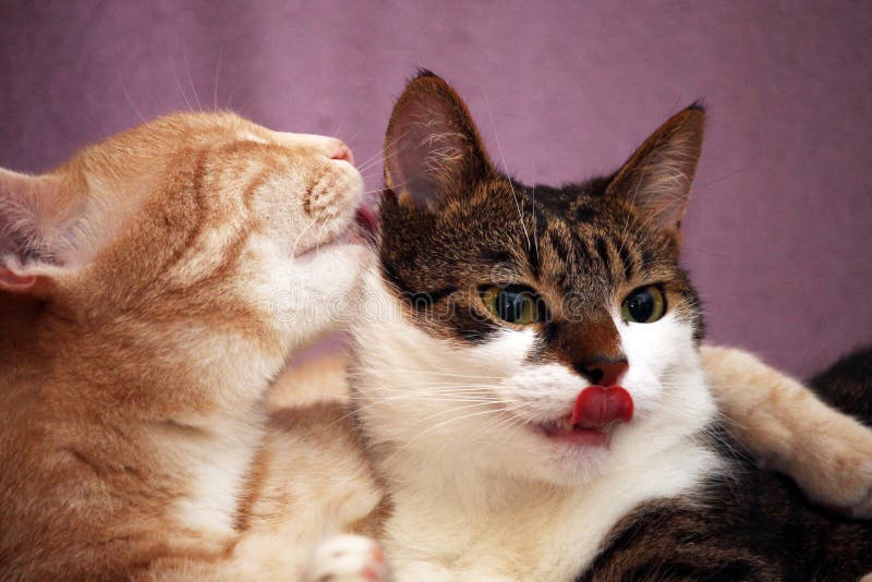 Two cats stock image. Image of white, friends, adopted - 163102273