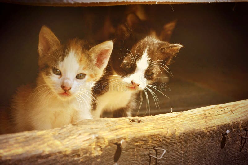 Two cats stock image. Image of oldhouse, landscapes, orange - 76895025