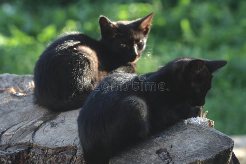 Two cats on a log stock image. Image of kittens, animals - 58164203