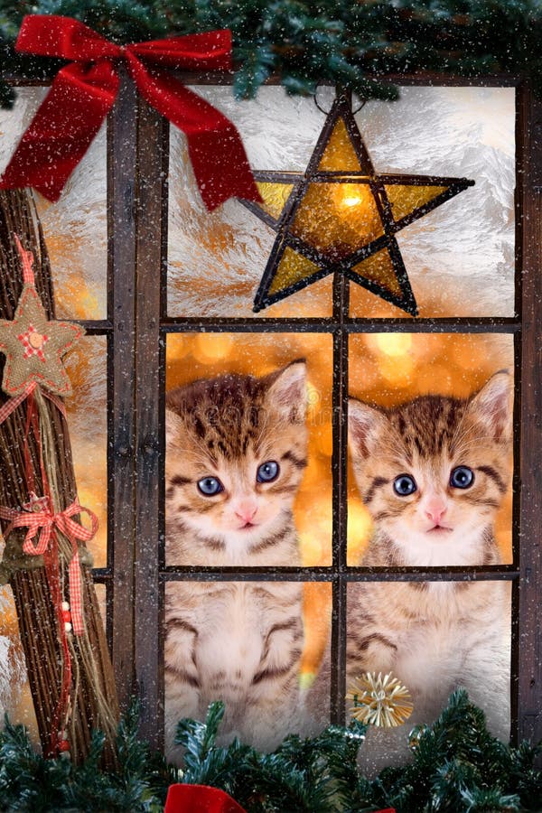 958 Cats Looking Out Window Stock Photos - Free & Royalty-Free Stock ...