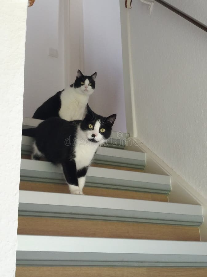 Two cats looking outside stock photo. Image of looking - 91806544