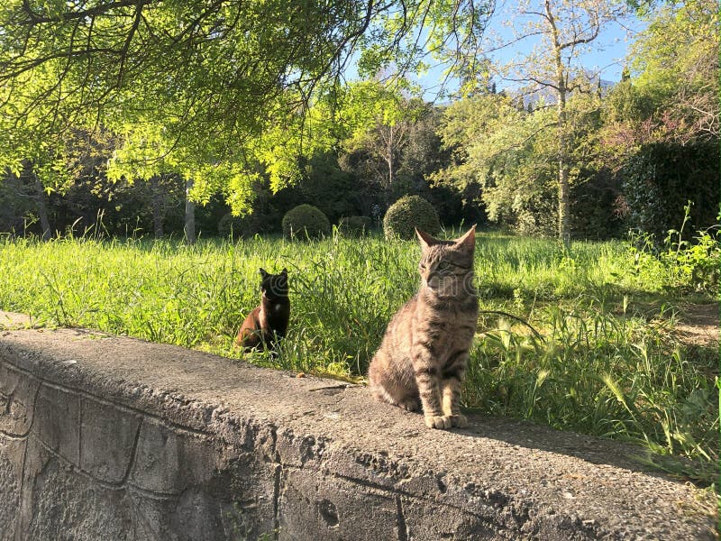 Two Cats Looking in the Same Direction Stock Image - Image of park ...