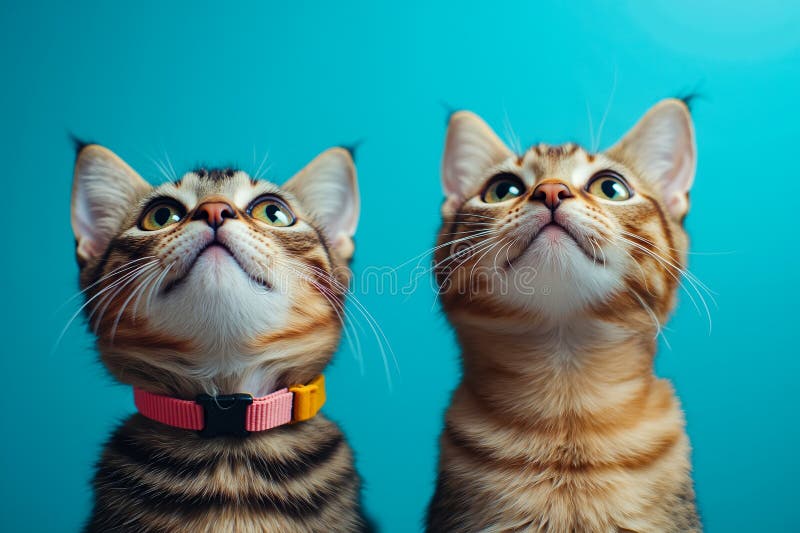 Two Cats Looking Up at the Sky with Their Eyes Wide Open Stock Photo ...
