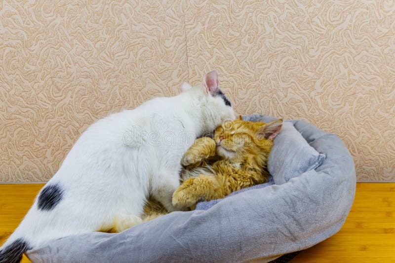 Two Cats Lying in Their Soft Cozy Cat Bed Stock Photo - Image of ...