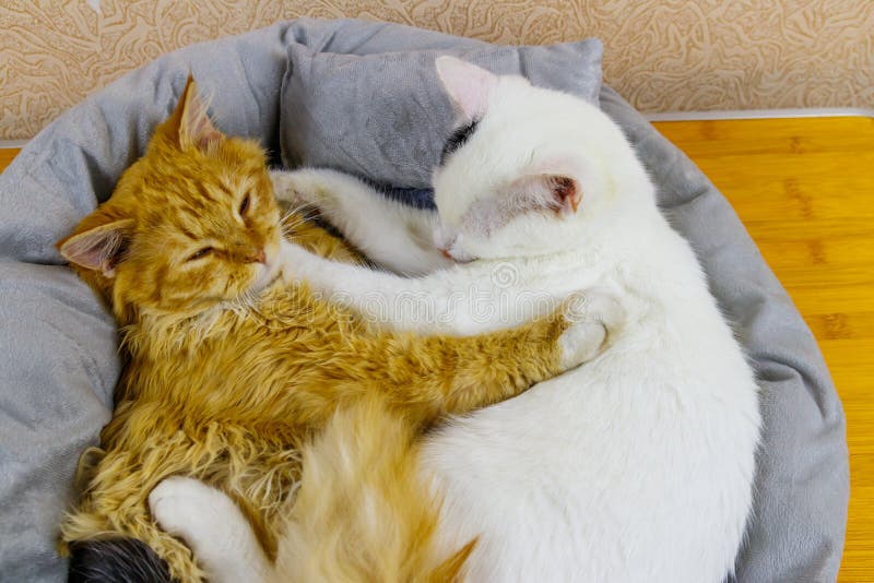 Two Cats Lying in Their Soft Cozy Cat Bed Stock Image - Image of cosy ...