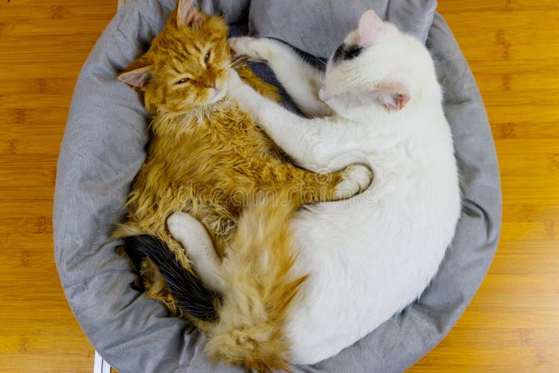 Two Cats Lying in Their Soft Cozy Cat Bed Stock Photo - Image of kitty ...