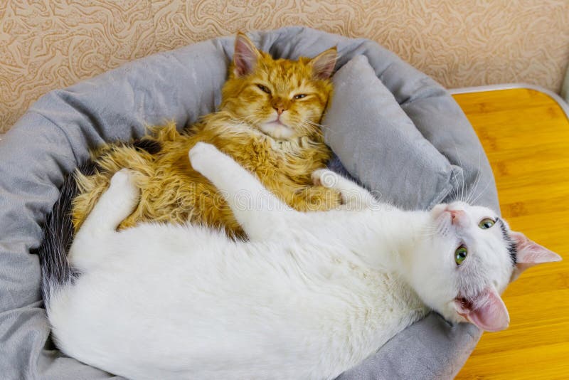 Two Cats Lying in Their Soft Cozy Cat Bed Stock Image - Image of ...