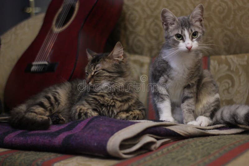 Two Cats Making Out on the Carpet Stock Image - Image of wildcat ...