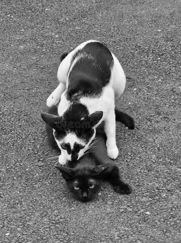 Two Cats are Mating on the Road Stock Photo - Image of black, road ...