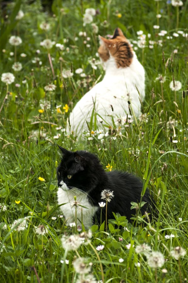 Two cats on meadow stock photo. Image of garden, animal - 40502848