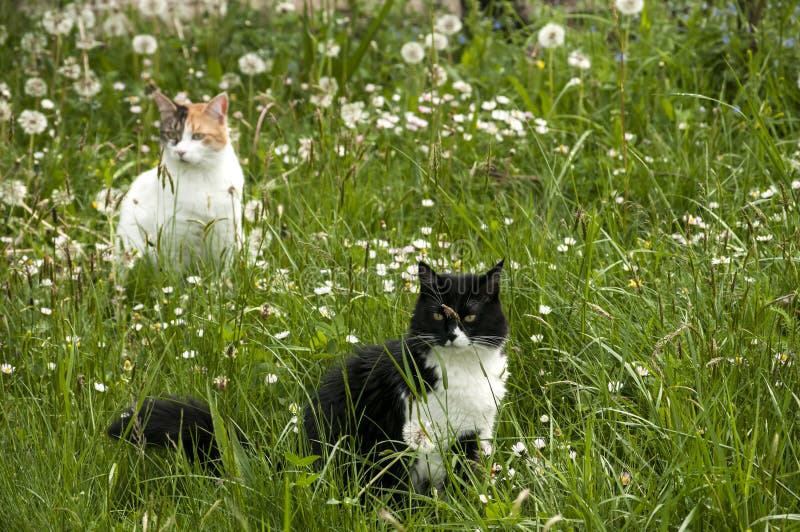 Two cats on meadow stock photo. Image of village, animal - 40502860