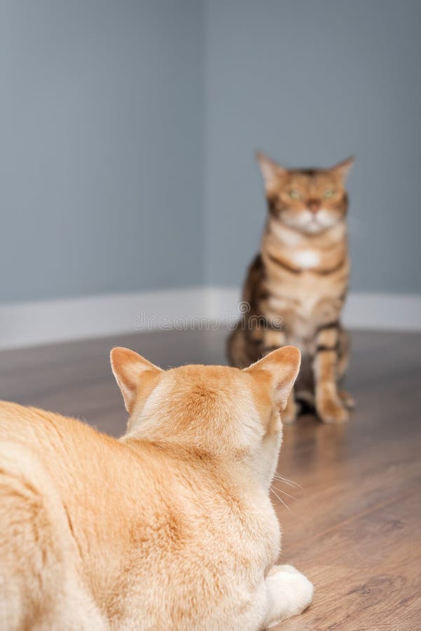 Two Cats in a Minimalist Home Interior Stock Photo - Image of hallway ...