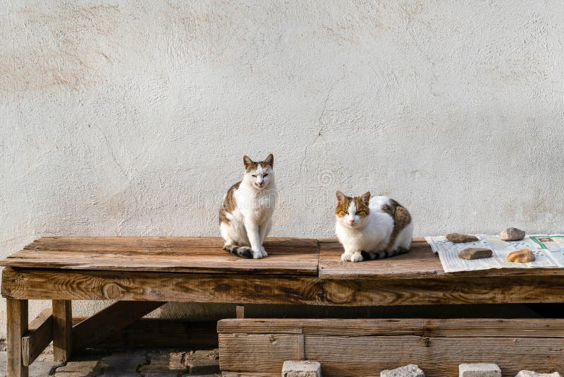 Two Cats of Mixed Color are Sitting Stock Image - Image of look ...