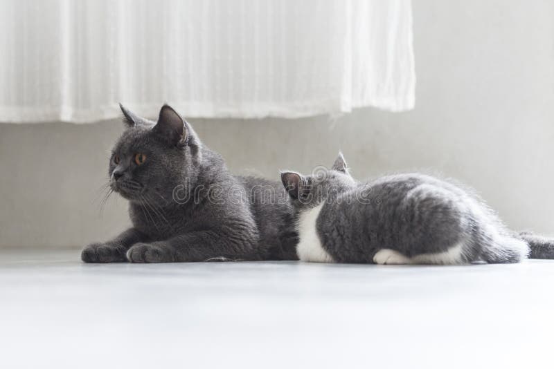 Two cats stock photo. Image of intimate, cats, animal - 72095048
