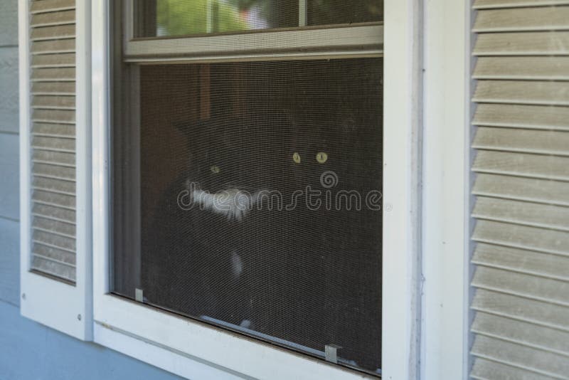 322 Tuxedo Cats Stock Photos - Free & Royalty-Free Stock Photos from ...