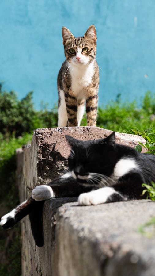 Cats, One Lounging on a Ledge in the Foreground Stock Image - Image of ...