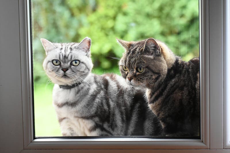 Cats outside stock image. Image of animal, beautiful - 47475981