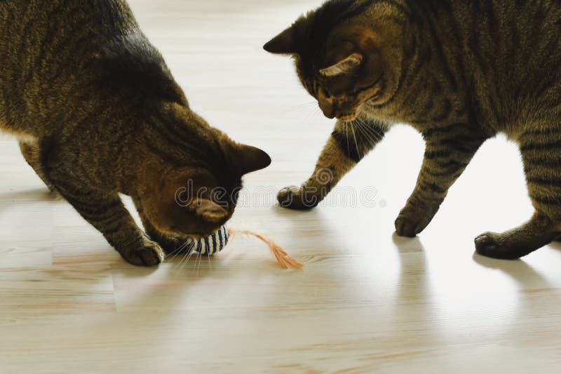 Two Cats Play Ball in the Apartment Stock Image - Image of portrait ...