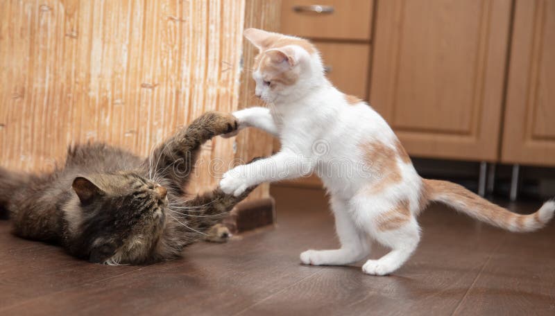 Two cats play in the house stock image. Image of cute - 171900705