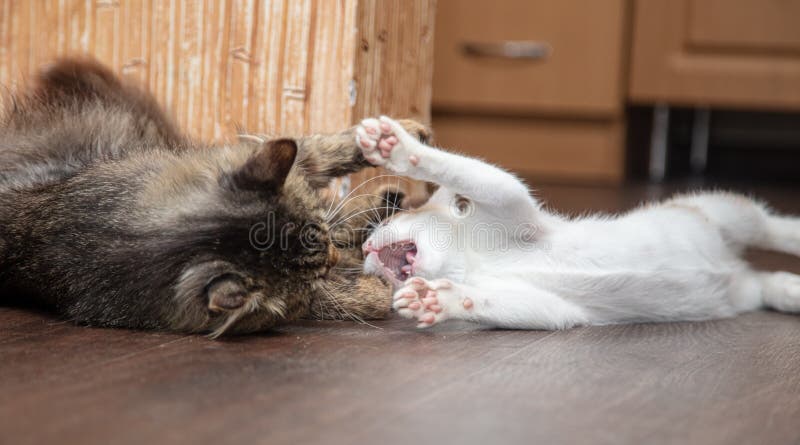 Two cats play in the house stock image. Image of tabby - 171900765