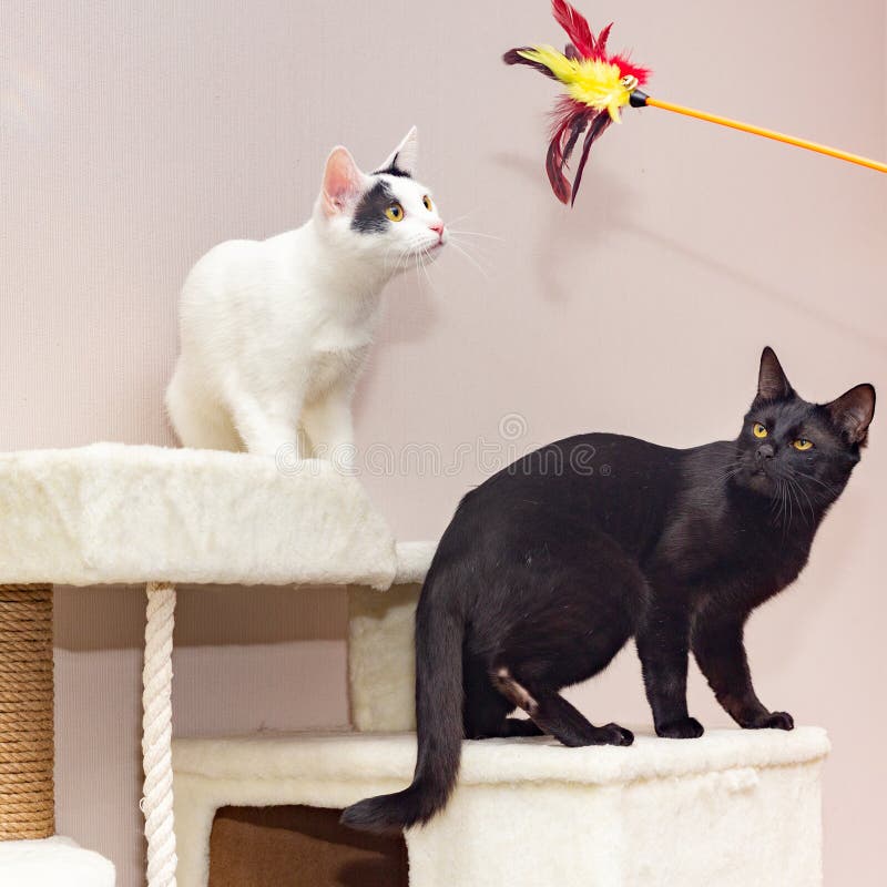 Two Cats Play on a Special Game Complex for Cats. Stock Photo - Image ...
