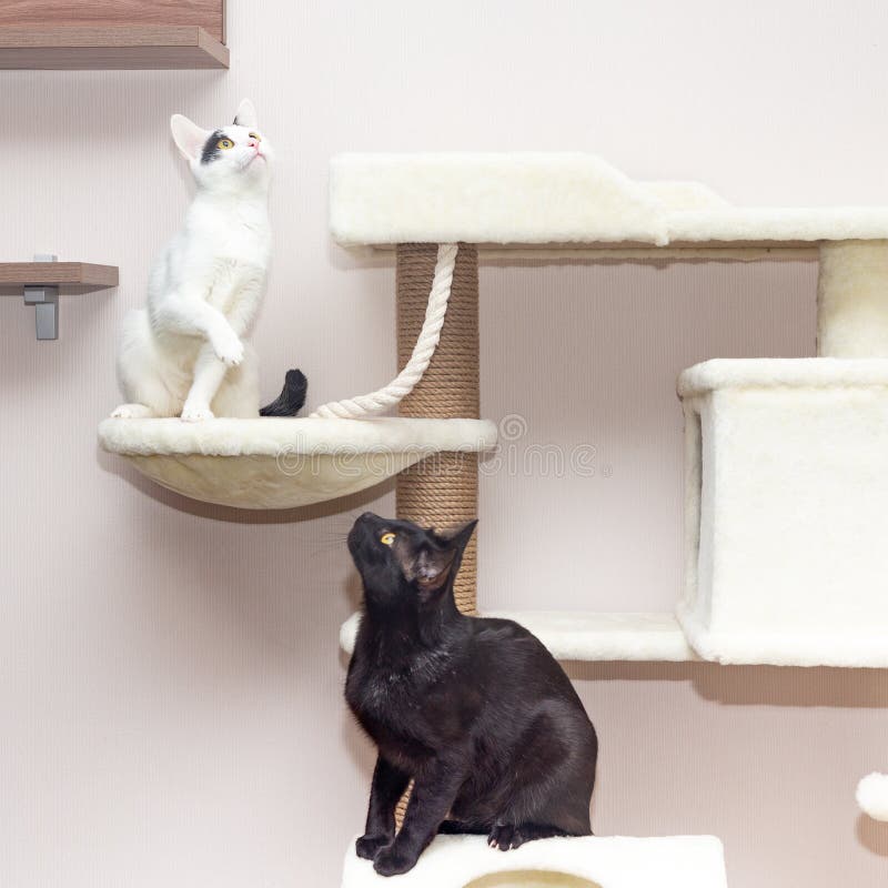 Two Cats Play on a Special Game Complex for Cats Stock Image - Image of ...