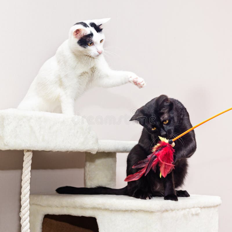Two Cats Play on a Special Game Complex for Cats. Stock Photo - Image ...