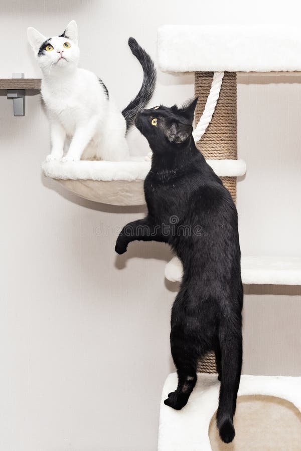 Two Cats Play on a Special Game Complex for Cats. Stock Image - Image ...