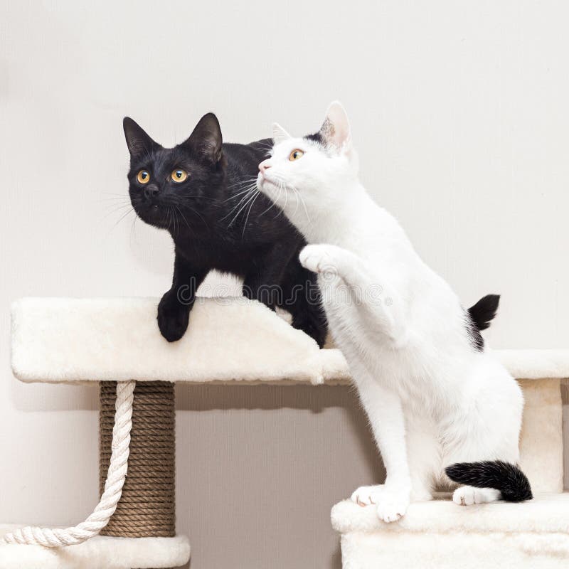Two Cats Play on a Special Game Complex for Cats. Stock Image - Image ...