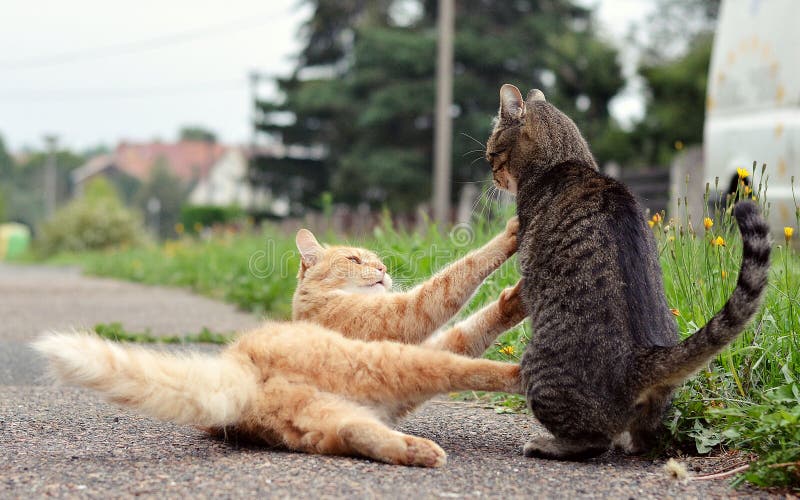 Two cats playing game stock image. Image of feline, play - 35118169